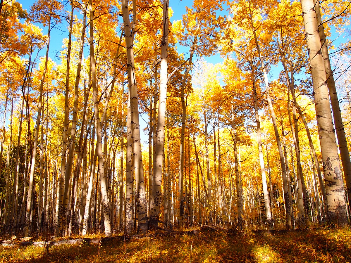 Viewing Colorado’s Spectacular Aspen Trees | Sage Outdoor Adventures