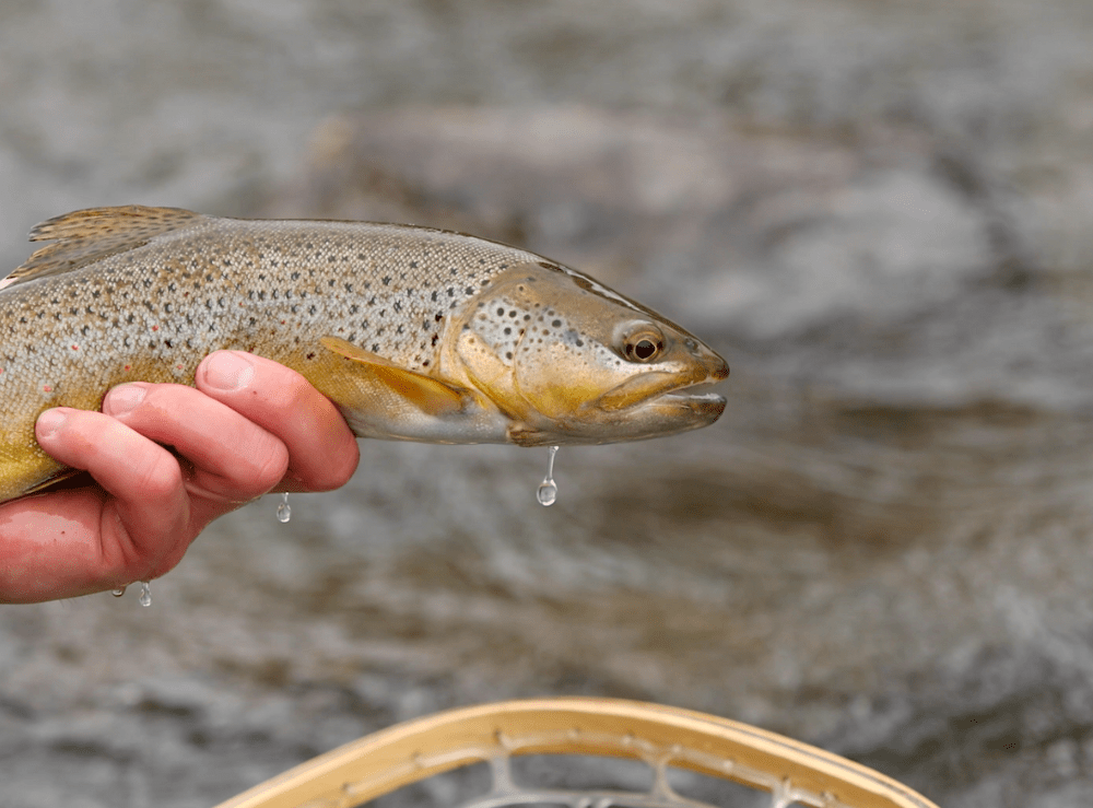 Best Place to Catch Trout in Colorado | Sage Outdoor Adventures